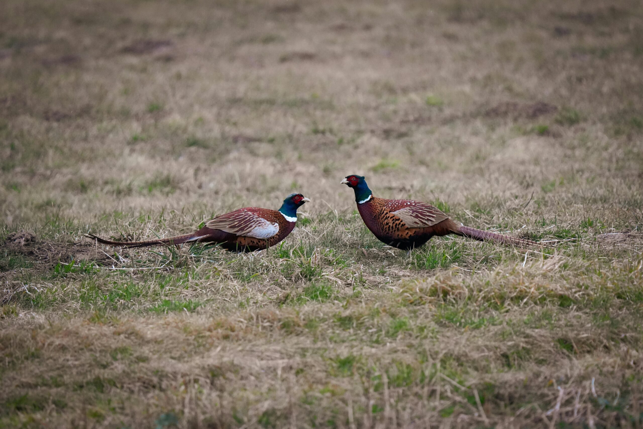 Heart Mountain Bird Hunt Program - Wyoming Outdoorsmen